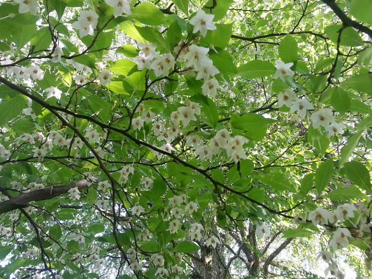 Maintaining a Victorian Shrubbery | Edwards Garden Services