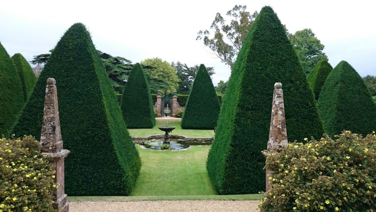 Renovating Yew Hedges | Edwards Garden Services